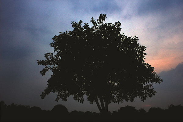 SOKA BODHI TREE GARDEN | Bharat Soka Gakkai (BSG)